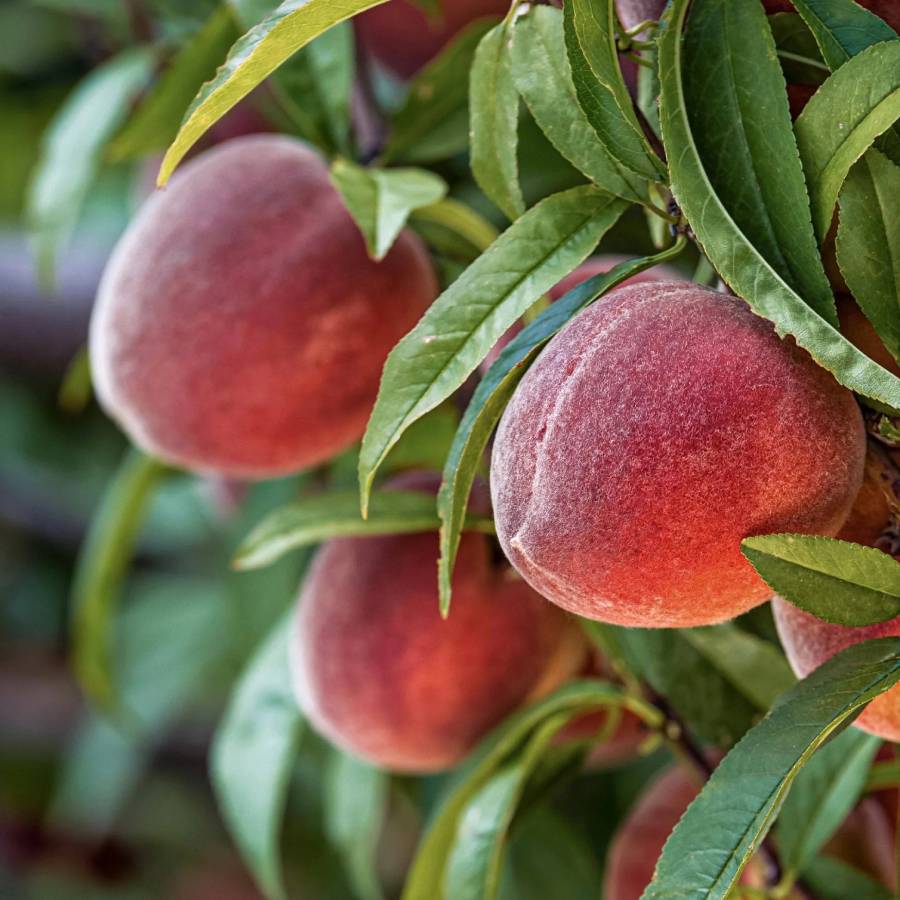Breskva Red Heaven – Rasadnik Agro Bole