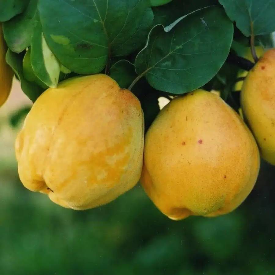 Dunja Hemus – Rasadnik Agro Bole