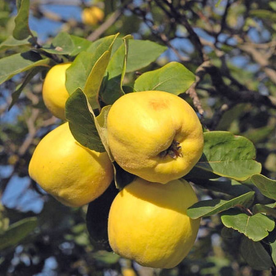 Dunja Leskovačka – Rasadnik Agro Bole