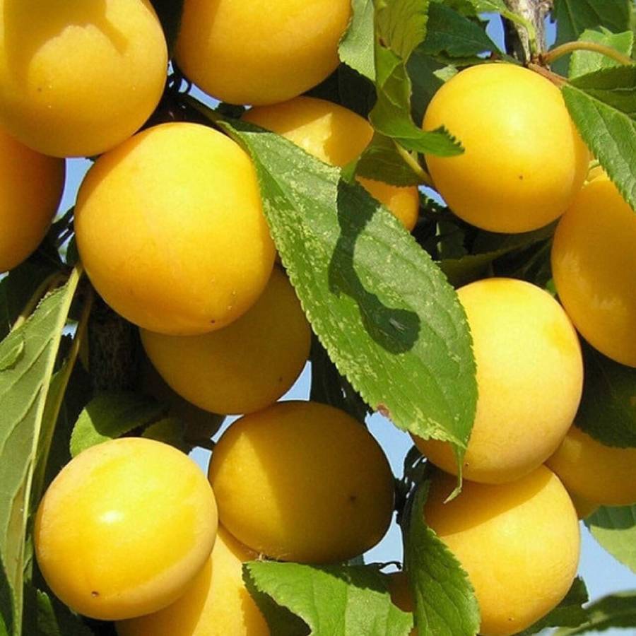 Šljiva Krimska Žuta – Rasadnik Agro Bole