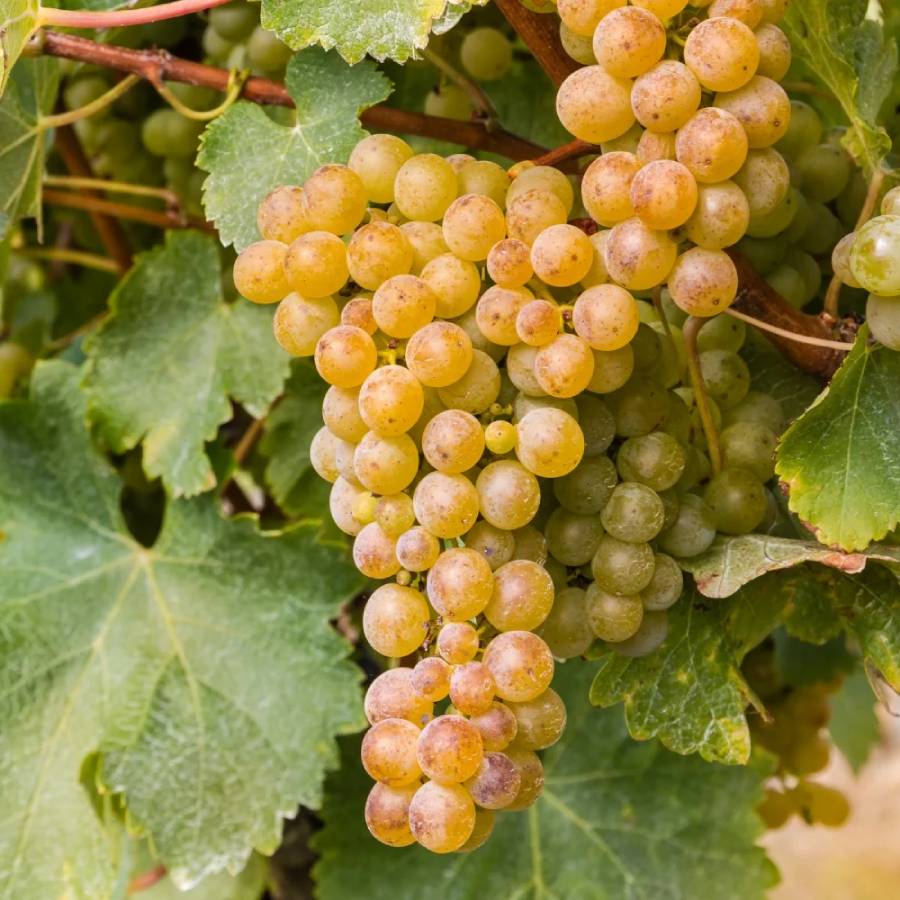 Belo Gro e Sauvignon Beli Rasadnik Agro Bole belo-gro-e-sauvignon-beli-rasadnik-agro-bole